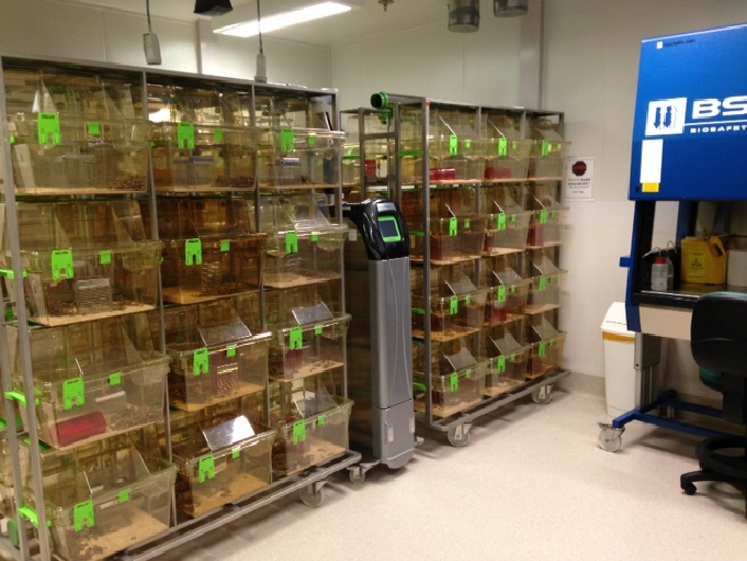 BR-Dutton Park | Rodents - Biological Resources - University of Queensland